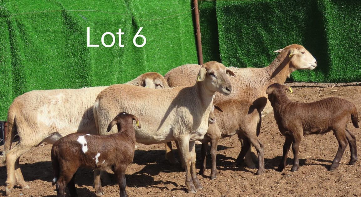 Lot 6B | SENTRAAL KAROO MEATMASTER GROEP JONG OOI VEILING | SwiftVEE ...