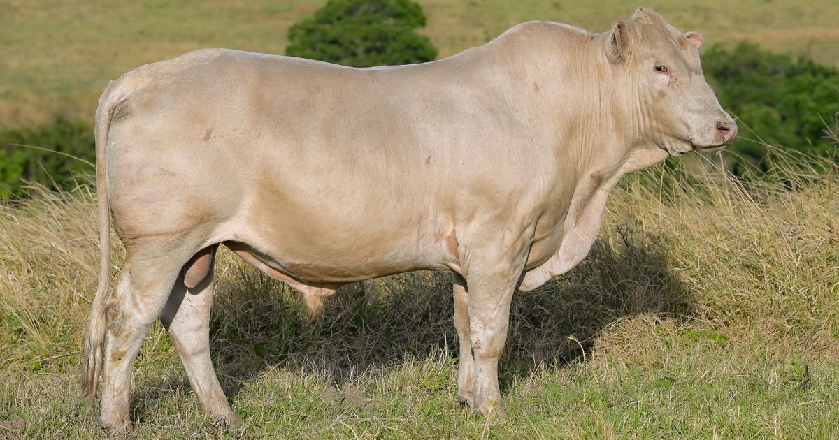 Lot 3 | SHASHI TULI STUD 3RD ANNUAL PRODUCTION SALE | SwiftVEE | South ...