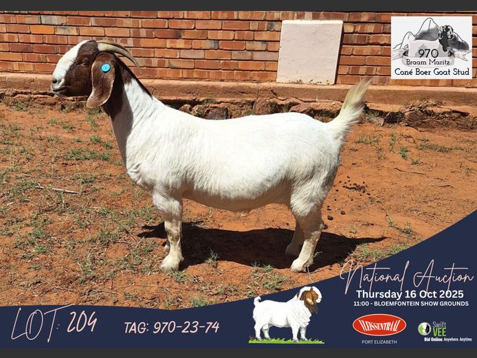 Lot 204 | NASIONALE BOERBOK VEILING | SwiftVEE | Livestock & Cattle ...