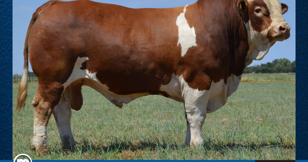 Lot 17 | MALEMBA BOERDERY 30STE PRODUKSIEVEILING | SwiftVEE | Livestock ...