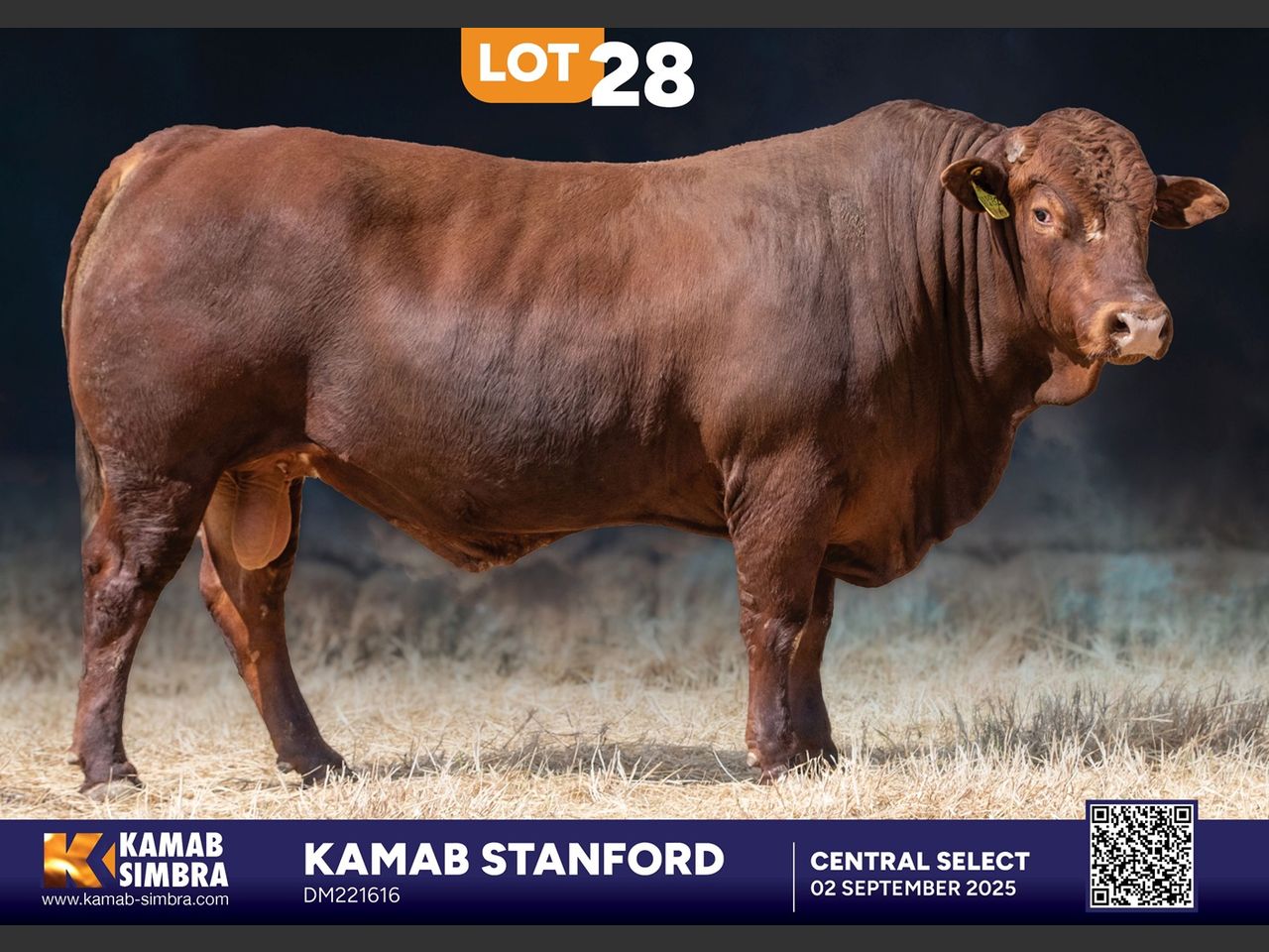 Lot 28 | CENTRAL SELECT BULL AUCTION | SwiftVEE | Livestock & Cattle ...