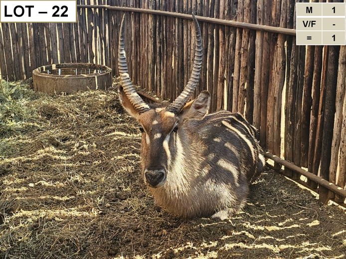 Lot 22 | HANLEY WILDLIFE SERVICES WILDSVEILING | SwiftVEE | Livestock ...