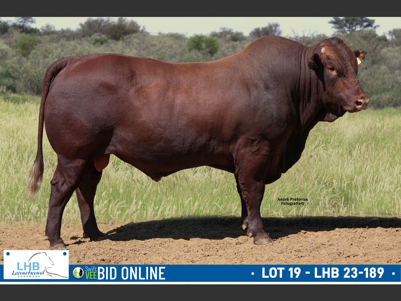 Lot 19 | LHB & KRUGER BONSMARAS AANLYN STUDIO VEILING | SwiftVEE ...