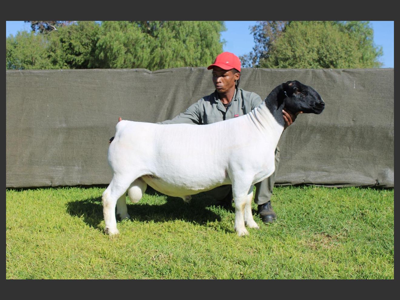 Lot 2 | ATKA 9DE KIMBERLEY DORPER VEILING | SwiftVEE | Livestock ...