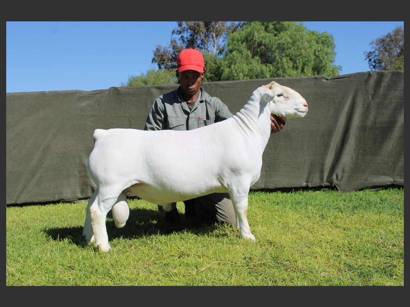 Lot 16 | ATKA 9DE KIMBERLEY DORPER VEILING | SwiftVEE | Livestock ...