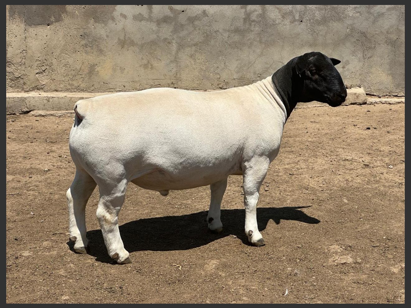 Lot 164 | INTERNASIONALE DORPER & WIT DORPER VEILING - RAM | SwiftVEE ...