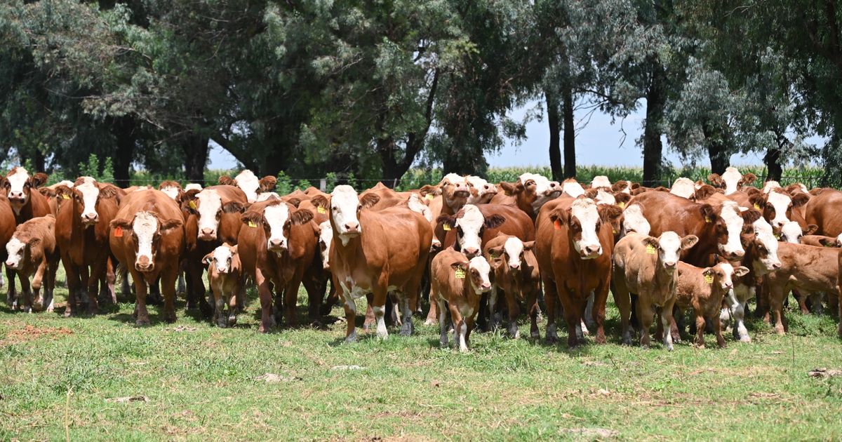 Lot C5 | LEKATU SIMBRA & SIMMENTALER ALGEHELE UITVERKOPING | SwiftVEE ...