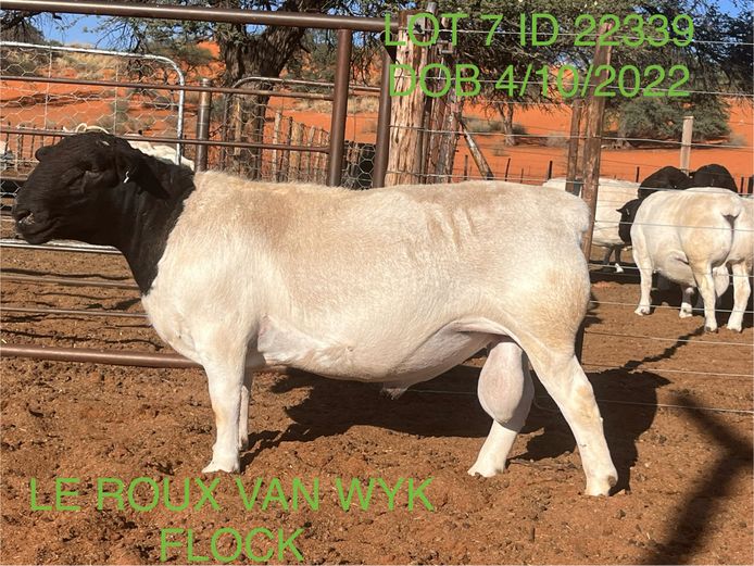 LE ROUX VAN WYK DORPERS PRODUCTION SALE & GUEST SELLERS | SwiftVEE ...