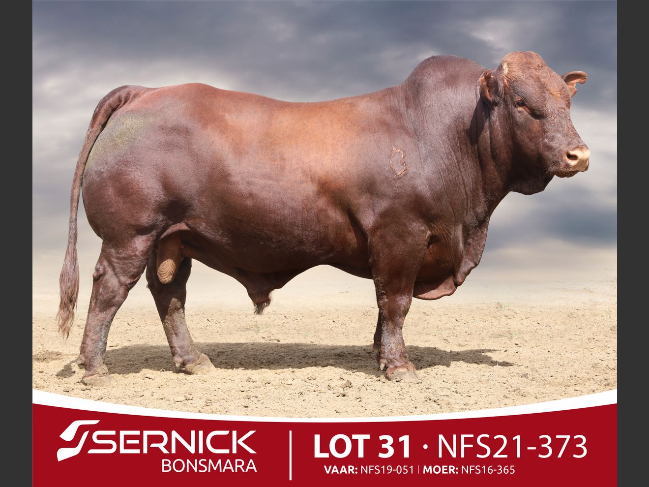 Lot 31 | SERNICK BONSMARA 47STE PRODUKSIEVEILING | SwiftVEE | Livestock ...