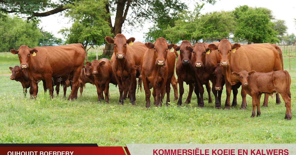 Lot 22 | NU-ALCADE BONSMARA GROEP 38STE PRODUKSIEVEILING | SwiftVEE ...