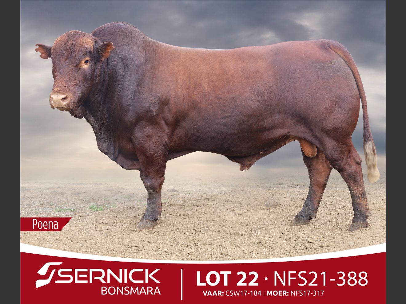 Lot 22 | SERNICK BONSMARA 47STE PRODUKSIEVEILING | SwiftVEE | Livestock ...