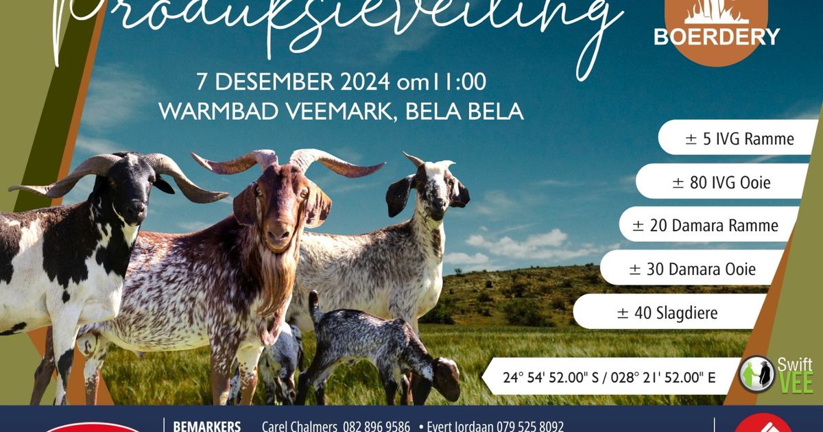 ROOI IVOOR VEEBOERDERY PRODUKSIEVEILING | SwiftVEE | South Africa’s ...