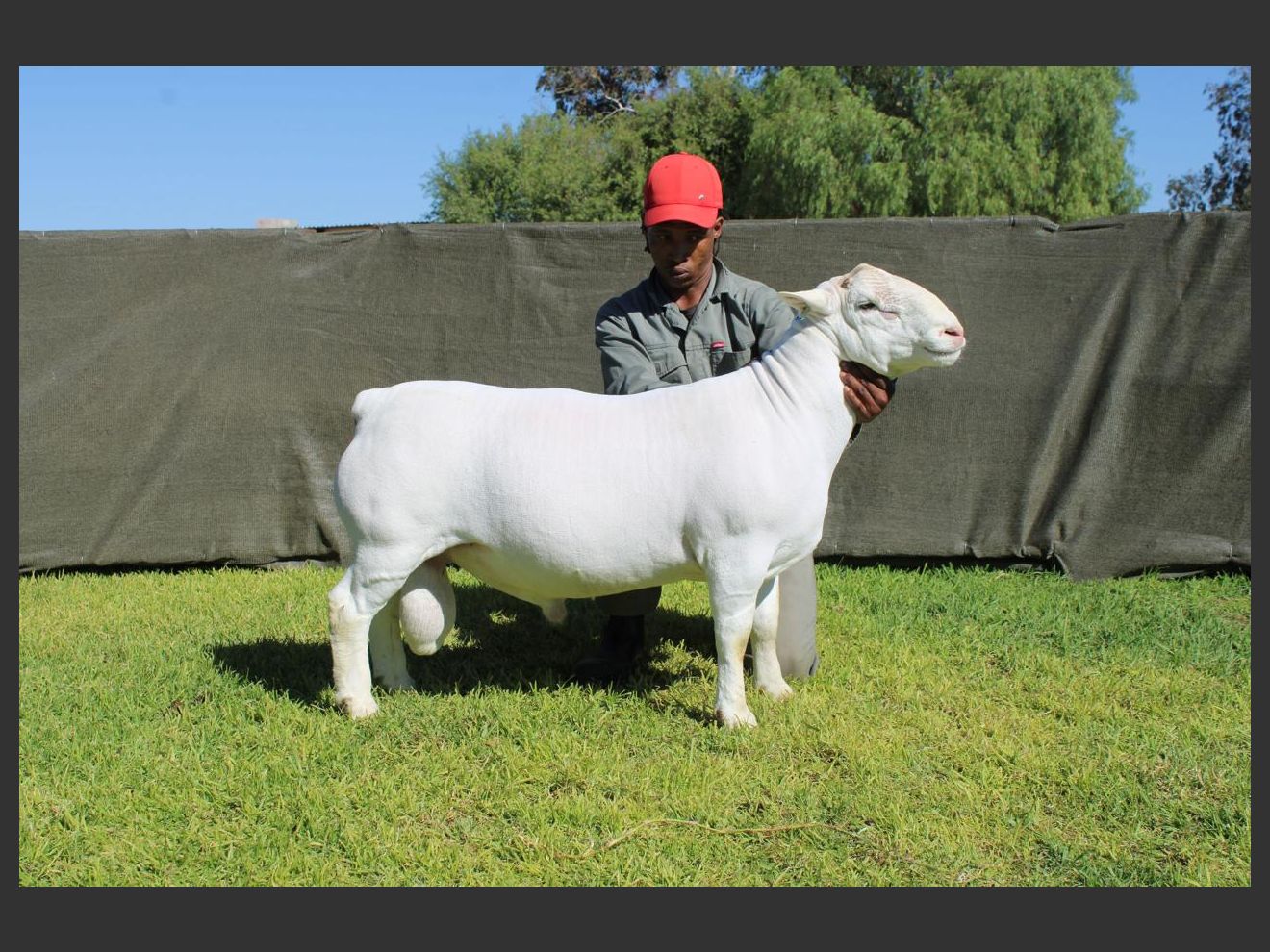 Lot 11 | ATKA 9DE KIMBERLEY DORPER VEILING | SwiftVEE | Livestock ...