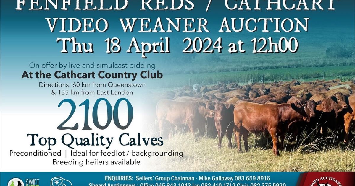25TH ANNUAL FENFIELD REDS / CATHCART VIDEO WEANER AUCTION | SwiftVEE | Livestock & Cattle ...