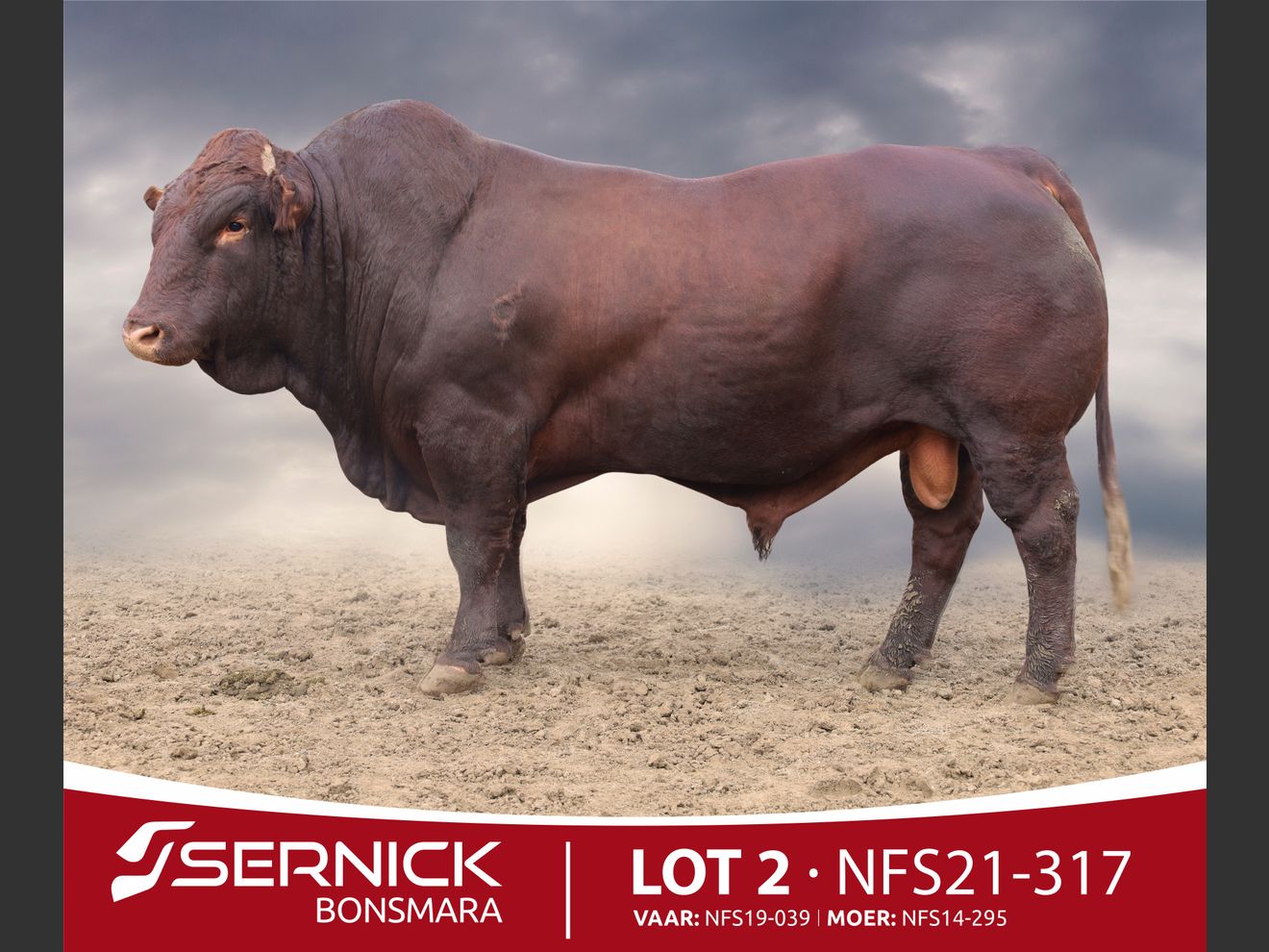 Lot 2 | SERNICK BONSMARA 47STE PRODUKSIEVEILING | SwiftVEE | Livestock ...