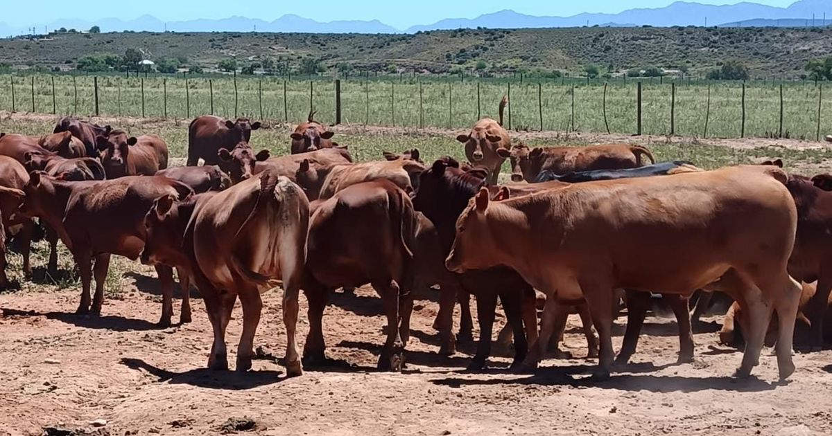 Lot W4 | REUSE SLAGVEE EN PRODUKSIEVEILING VAN SAAG JONKER GROEP ...