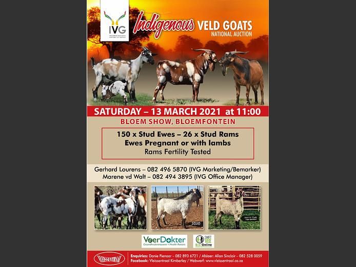 INDIGENOUS VELD GOATS NATIONAL AUCTION | SwiftVEE | South Africa’s ...