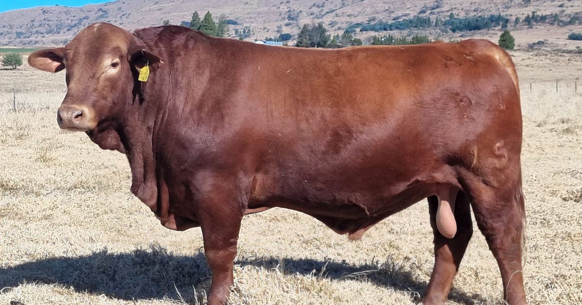 Lot 44 | 38STE NASIONALE BRANGUS VEILING | SwiftVEE | Livestock ...