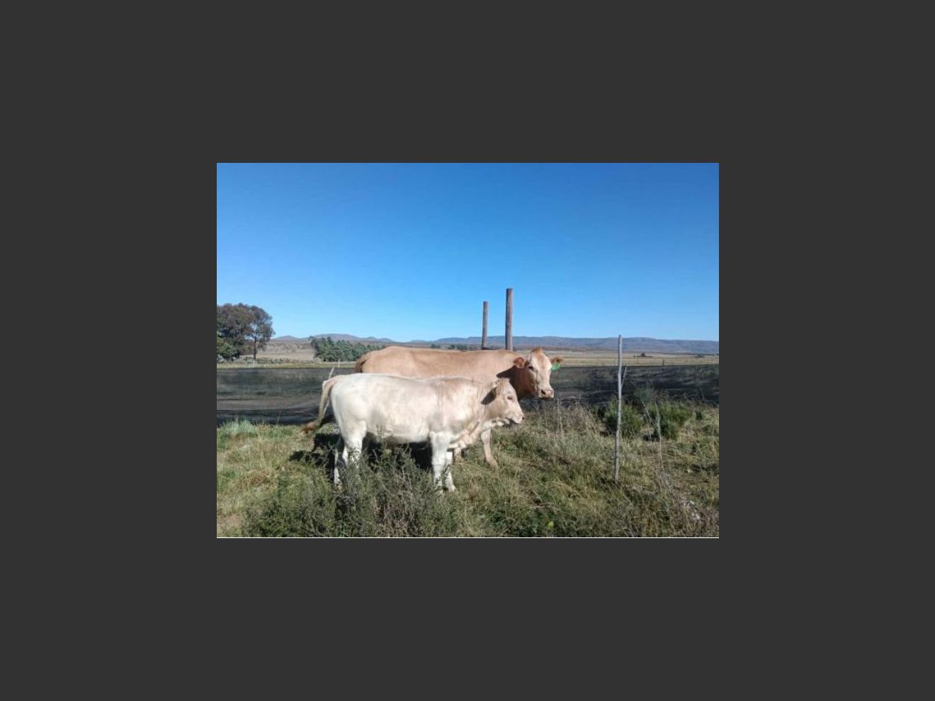 Lot 44 | ALPHA & OMEGA TULI STUD PRODUCTION SALE | SwiftVEE | Livestock ...