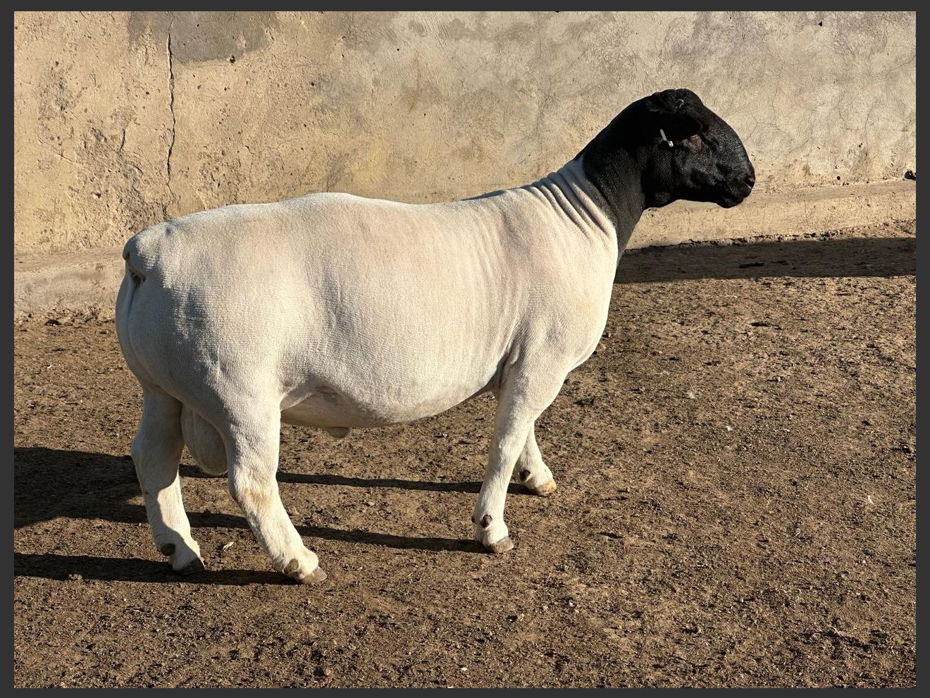 Lot 164 | INTERNASIONALE DORPER & WIT DORPER VEILING - RAM | SwiftVEE ...