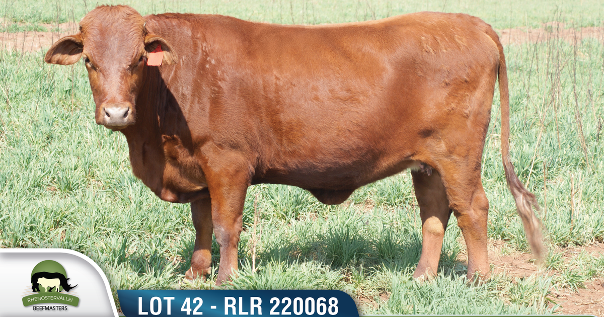 Lot 42 | RHENOSTERVALLEI & BEEF ON GRASS BEEFMASTERS 11DE ...
