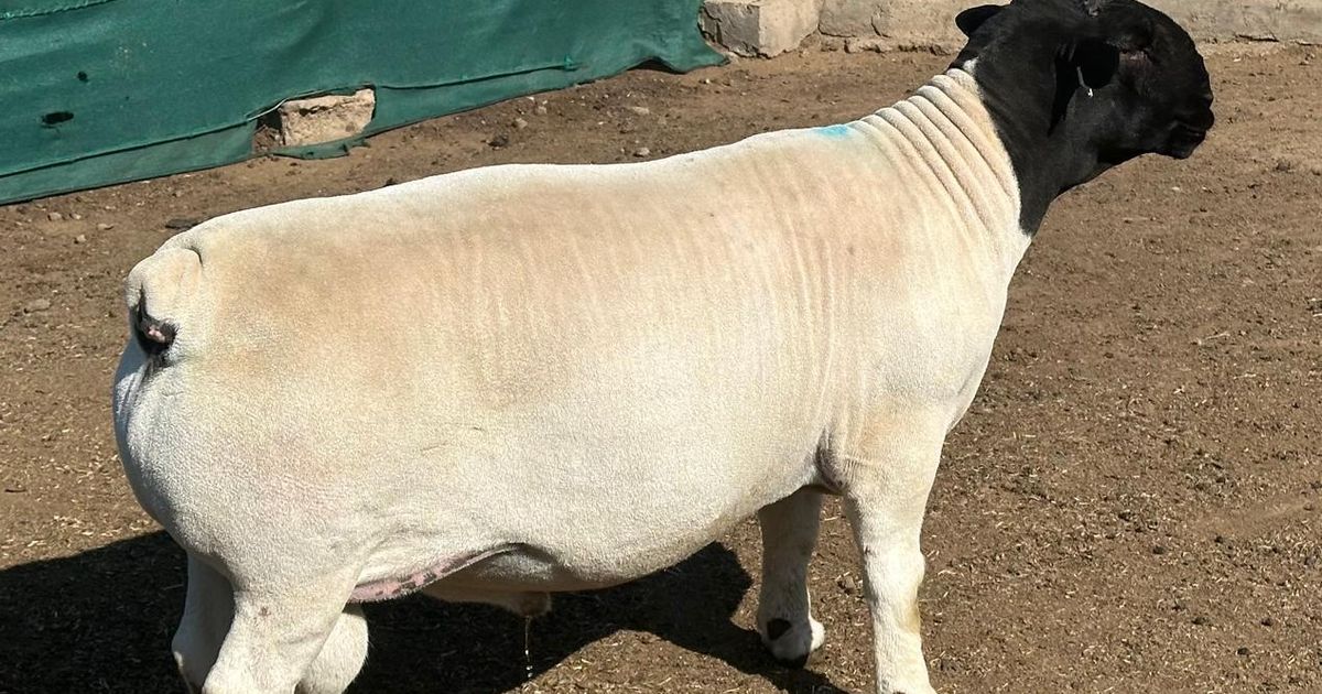 Lot 32 | INTERNASIONALE DORPER & WIT DORPER VEILING - RAM | SwiftVEE ...