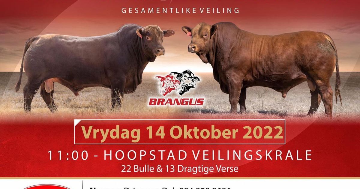 MAIZE VALLEY BRANGUS & DOUBLE TROUBLE BRANGUS GESAMENTLIKE VEILING ...