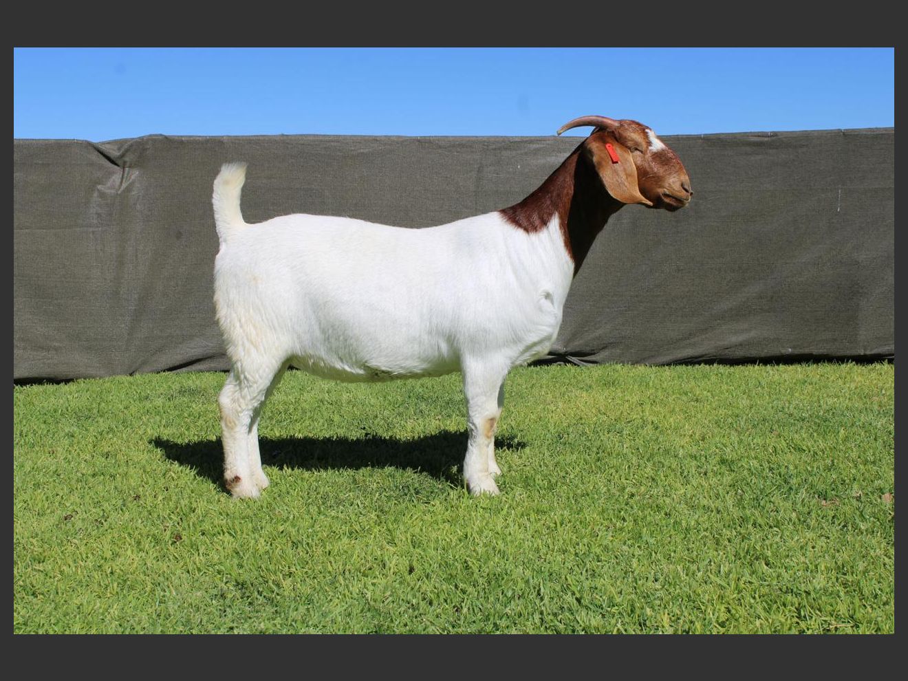 Lot 49 | ATKA 9DE KIMBERLEY DORPER VEILING | SwiftVEE | Livestock ...