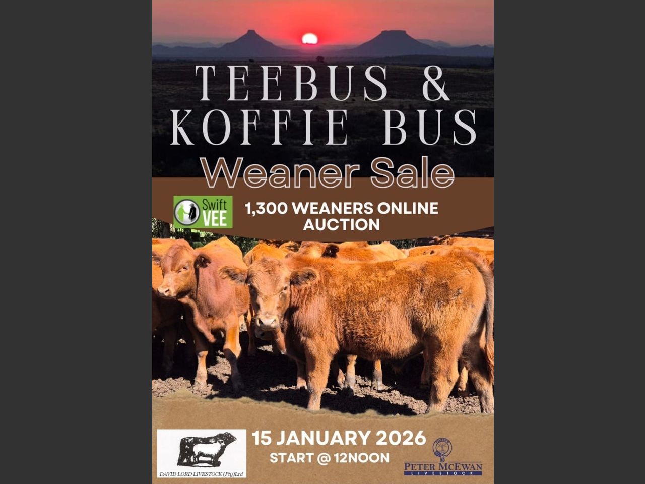 KOFFIEBUS & TEEBUS WEANER SALE | SwiftVEE | South Africa’s Leading ...