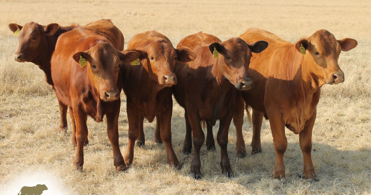 Lot 44B | BASTION BRANGUS 13DE PRODUKSIEVEILING | SwiftVEE | Livestock ...