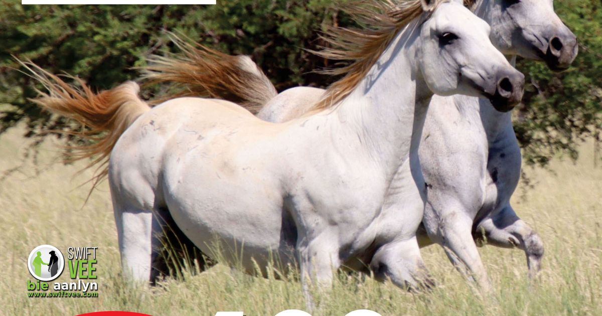 RUQUA ARABIER PERD STOETVEILING | SwiftVEE | Livestock & Cattle Webcast ...