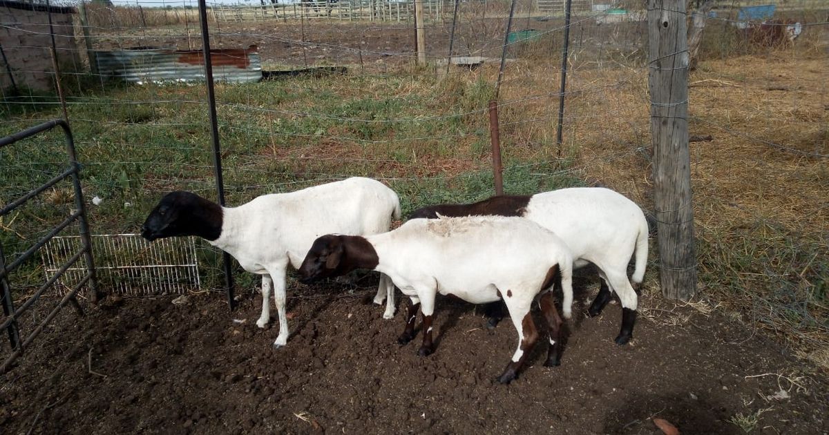 Lot 47 | AUCTION OF PEDI, BOSVELDER AND MEATMASTER TYPES OF SHEEP ...