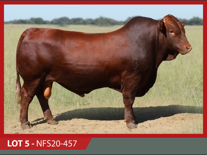 Lot 5 | SERNICK BONSMARA 45STE PRODUKSIEVEILING | SwiftVEE | South ...