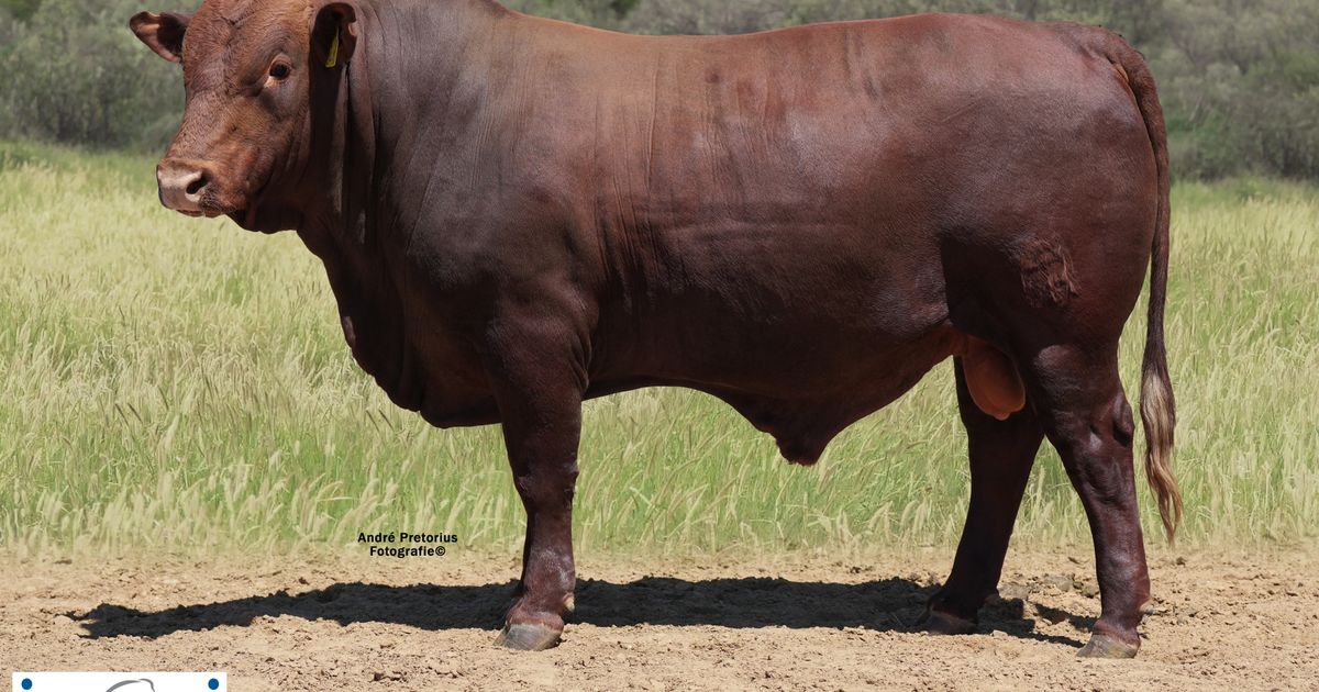 Lot 40 | LHB & KRUGER BONSMARAS AANLYN STUDIO VEILING | SwiftVEE ...