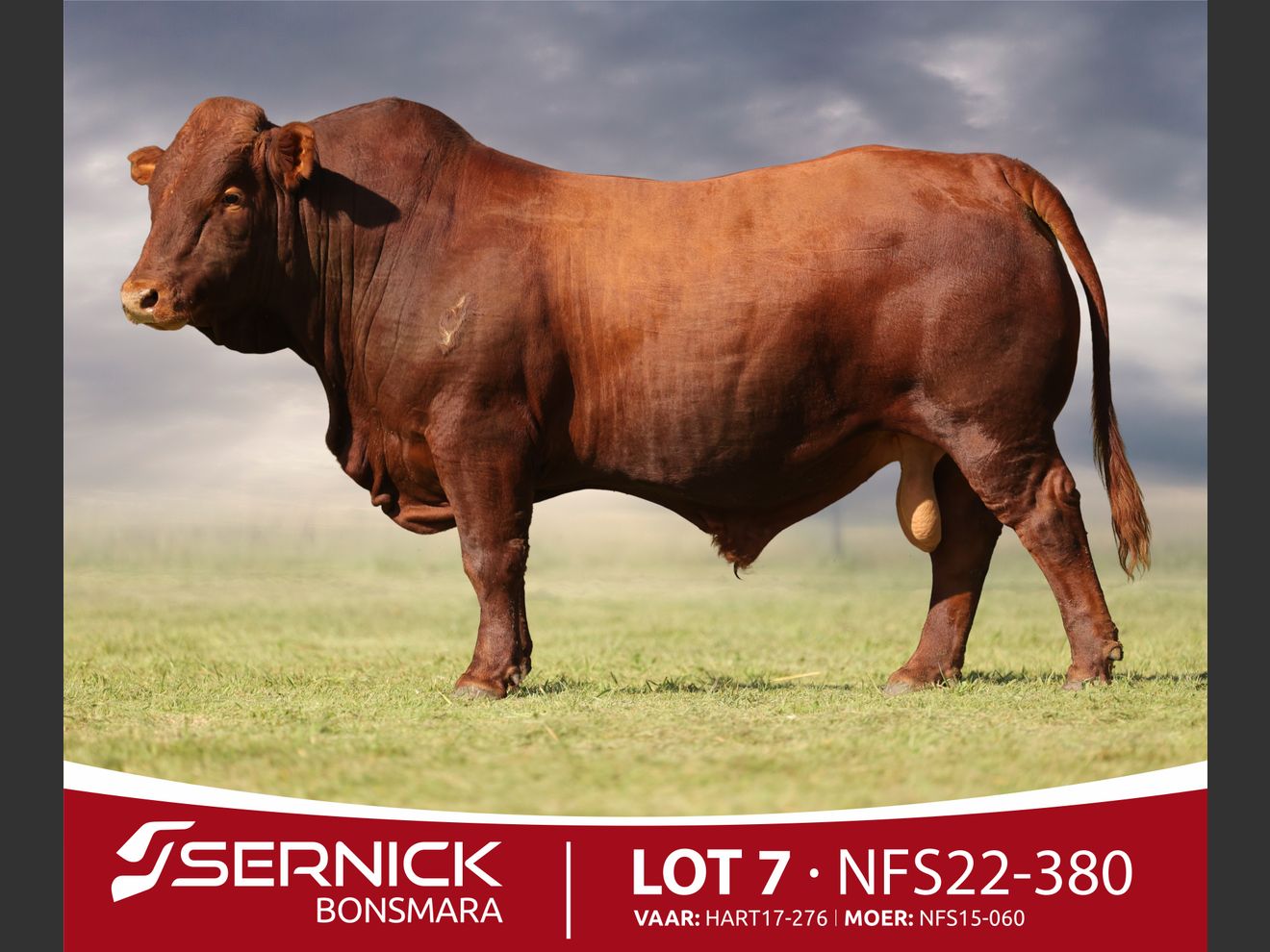 Lot 7 | SERNICK BONSMARA 47STE PRODUKSIEVEILING | SwiftVEE | Livestock ...