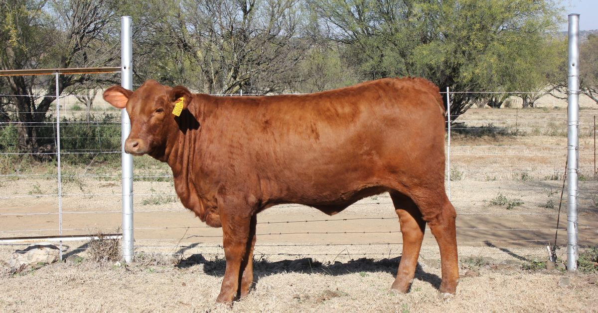 Lot 100 | 38STE NASIONALE BRANGUS VEILING | SwiftVEE | South Africa’s ...