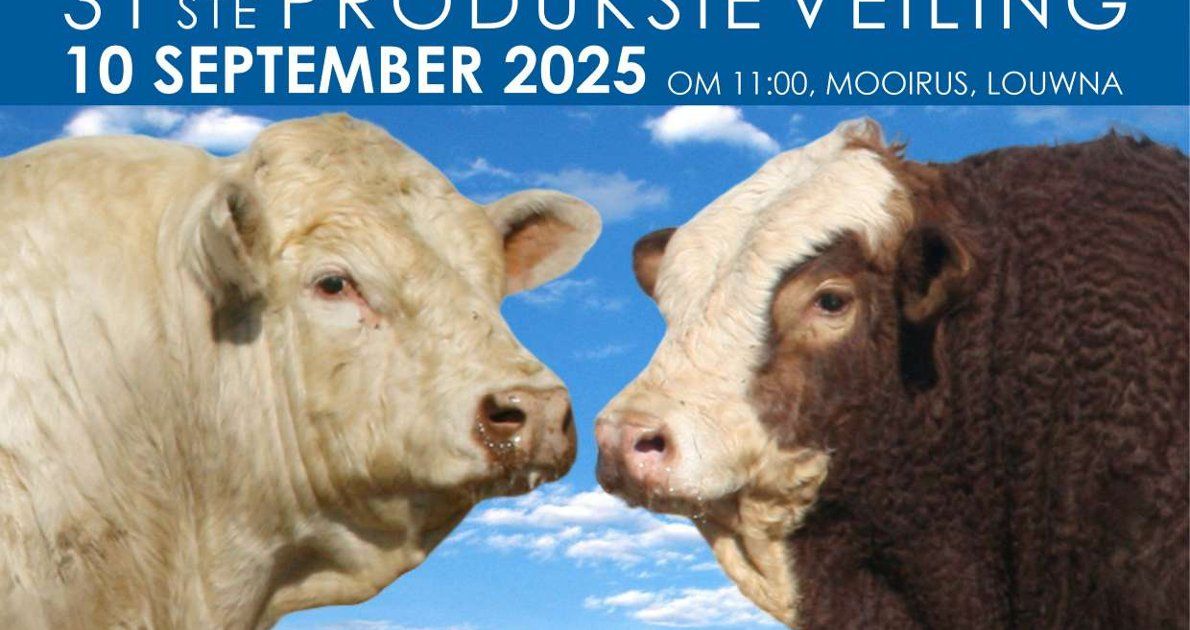 MALEMBA BOERDERY 31STE PRODUKSIEVEILING | SwiftVEE | Livestock & Cattle ...