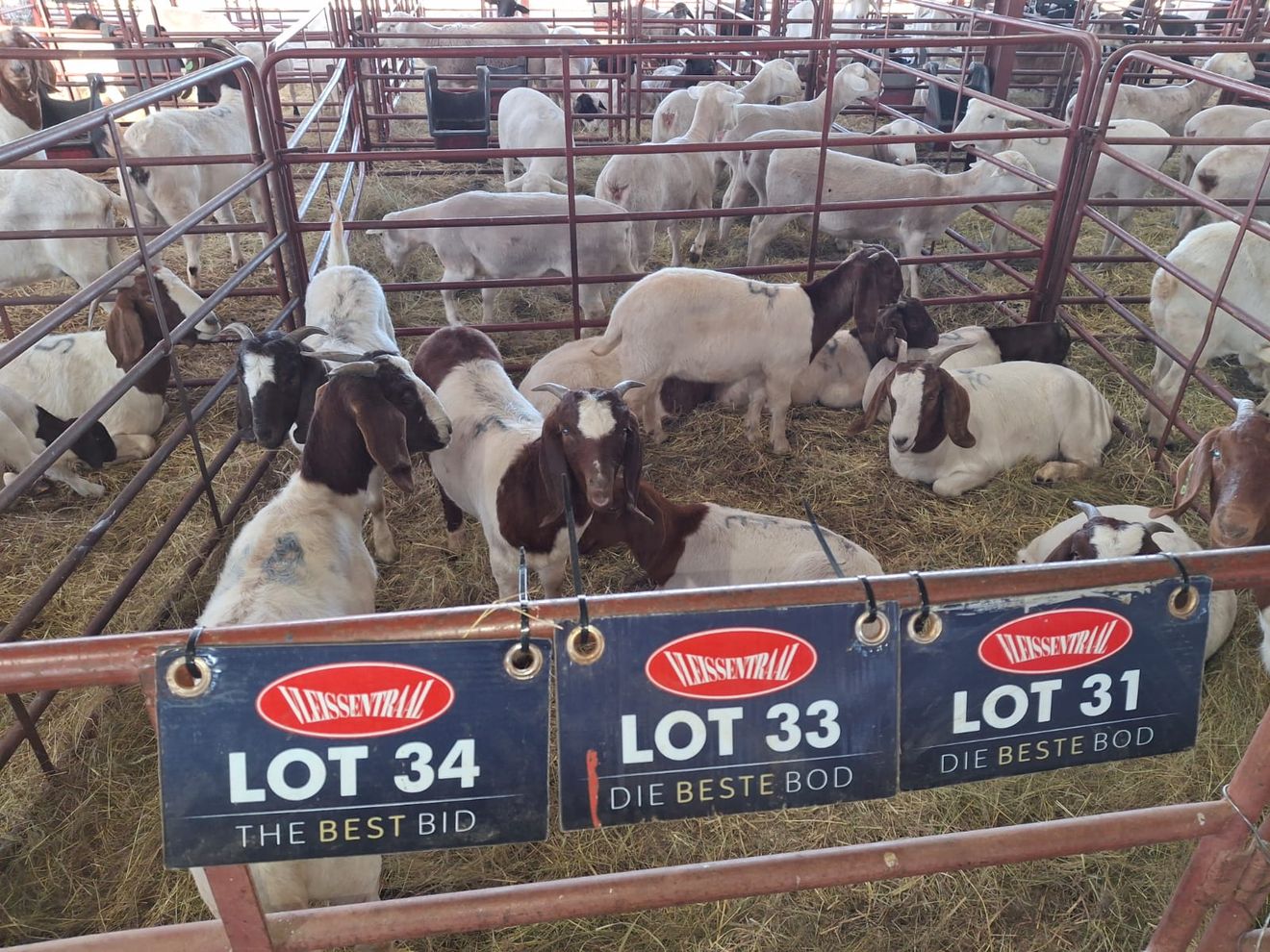 Lot 34 | PEET BOTHMA UITVERKOPING VEILING VAN KLEINVEE | SwiftVEE ...