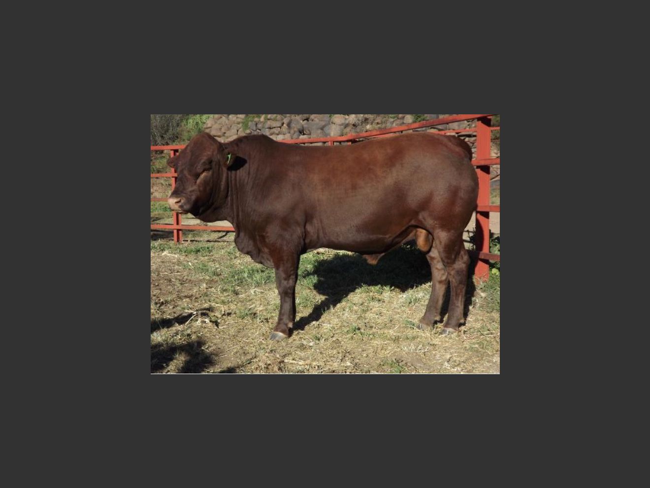 Lot 8 | ALPHA & OMEGA TULI STUD PRODUCTION SALE | SwiftVEE | Livestock ...