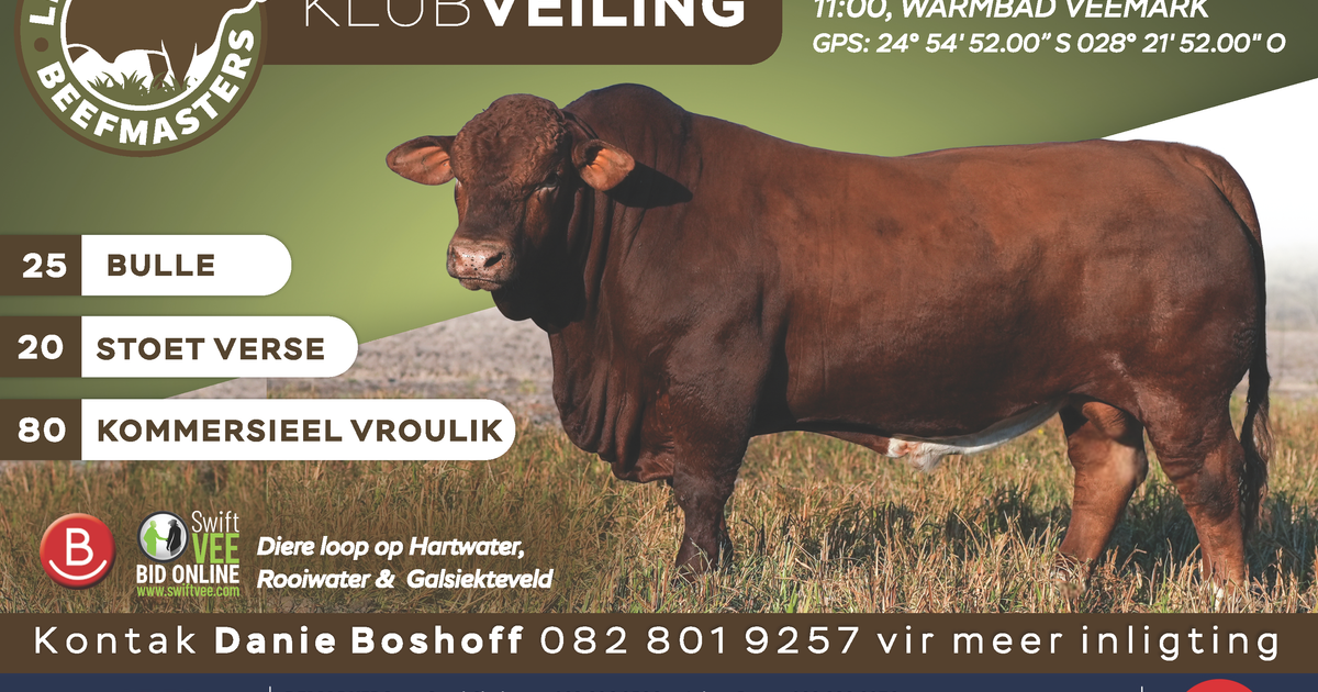 LIMPOPO BEEFMASTER KLUB VEILING | SwiftVEE | South Africa’s Leading ...