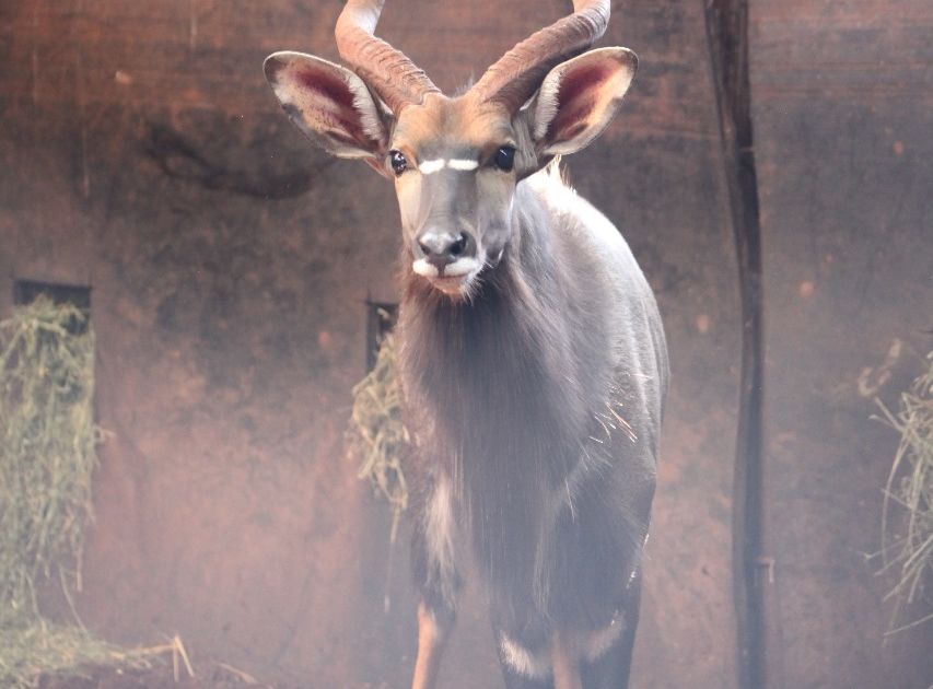 Lot 54 | THABAZIMBI WILDLIFE SERVICES WILDVEILING TROFEE JAGDIERE ...