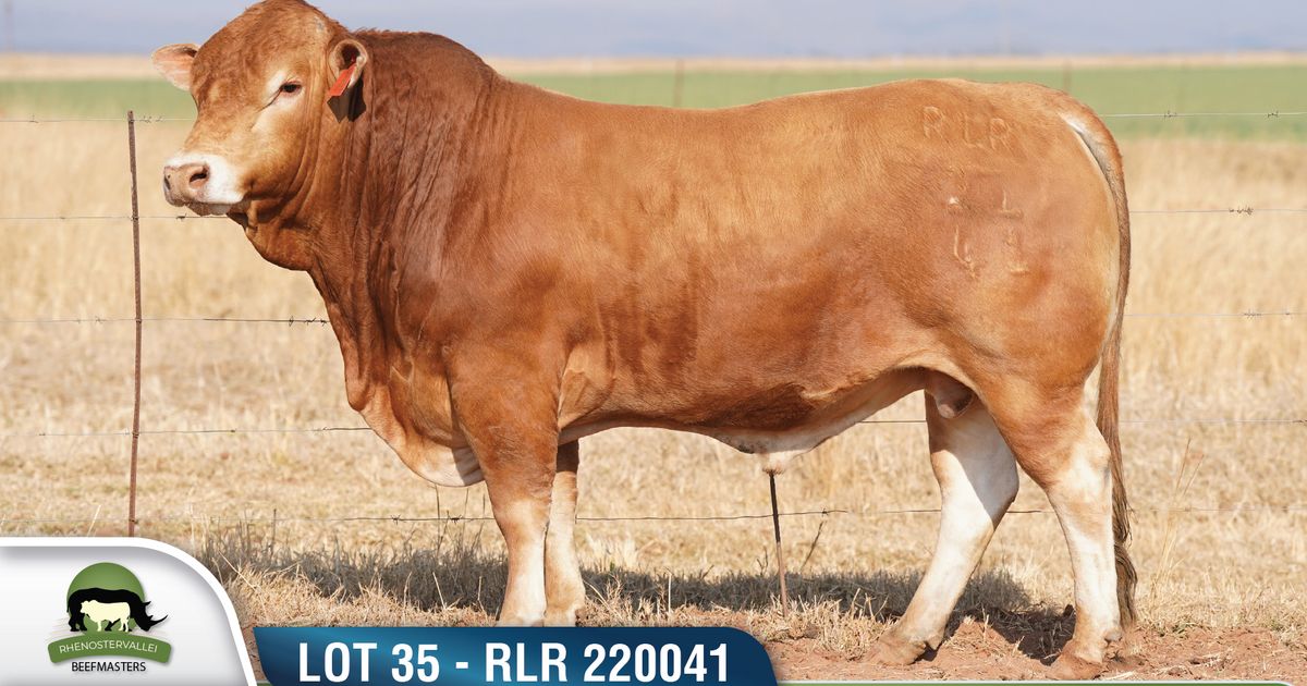 Lot 35 | RHENOSTERVALLEI & BEEF ON GRASS BEEFMASTERS 11DE ...