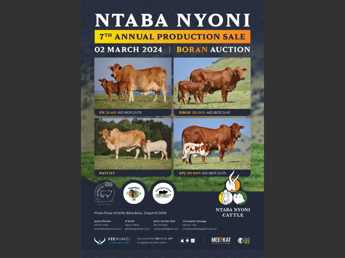 Lot 1A | NTABA NYONI 7TH ANNUAL PRODUCTION SALE | SwiftVEE | Livestock ...