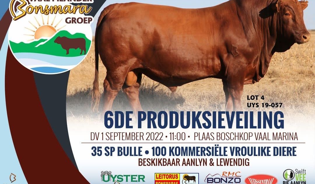 VAAL MEANDER BONSMARA GROEP 6DE PRODUKSIEVEILING | SwiftVEE | South ...