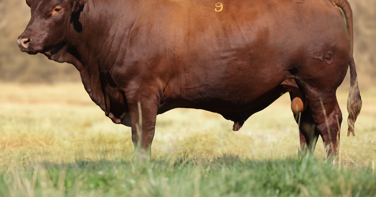 Lot 9 | LEEHAN BONSMARAS VEILING | SwiftVEE | South Africa’s Leading ...