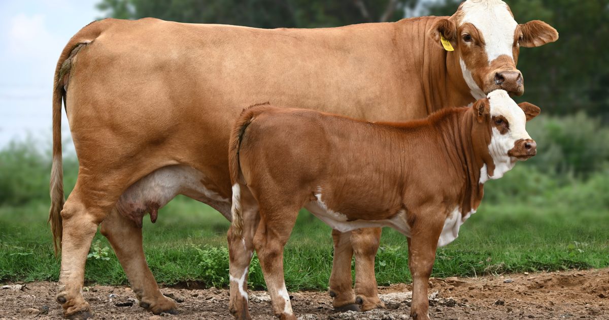 Lot 15 | LEKATU SIMBRA & SIMMENTALER ALGEHELE UITVERKOPING | SwiftVEE ...