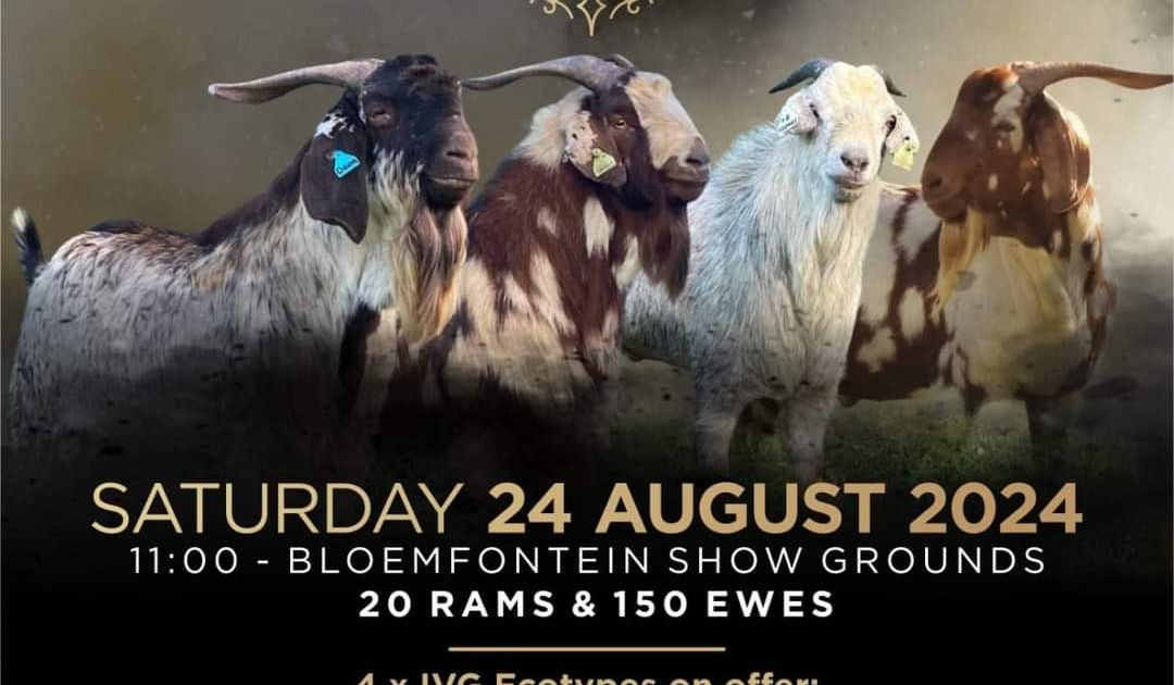 IVG HERITAGE AUCTION | SwiftVEE | Livestock & Cattle Webcast Auctions