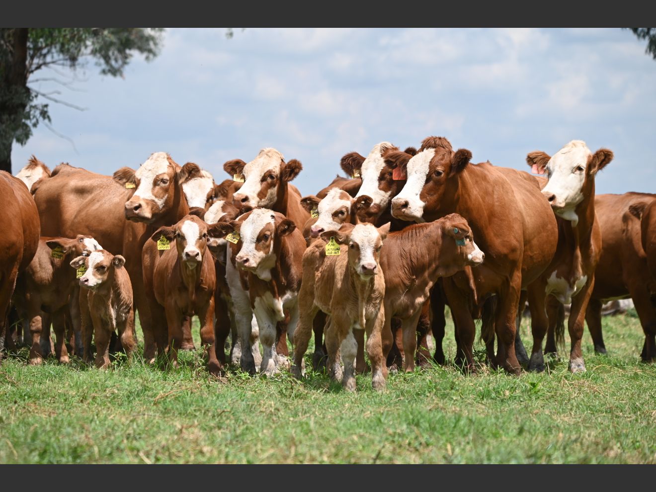 Lot C3 | LEKATU SIMBRA & SIMMENTALER ALGEHELE UITVERKOPING | SwiftVEE ...