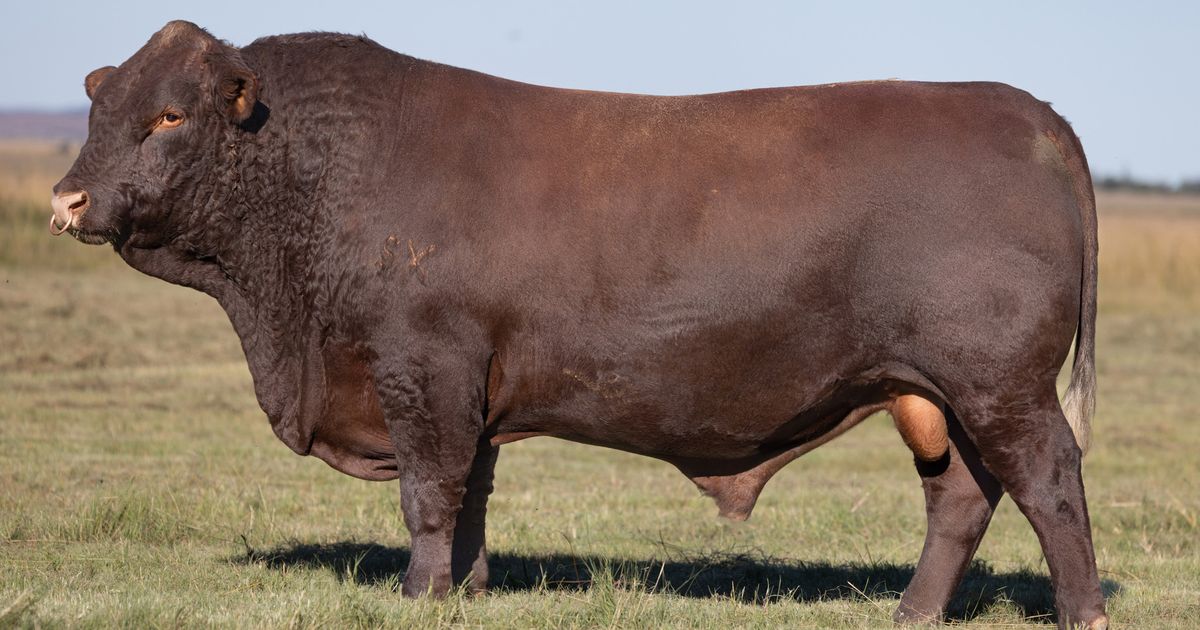 Lot 3 | SKIETLAAGTE SUSSEX PRODUCTION SALE | SwiftVEE | Livestock ...