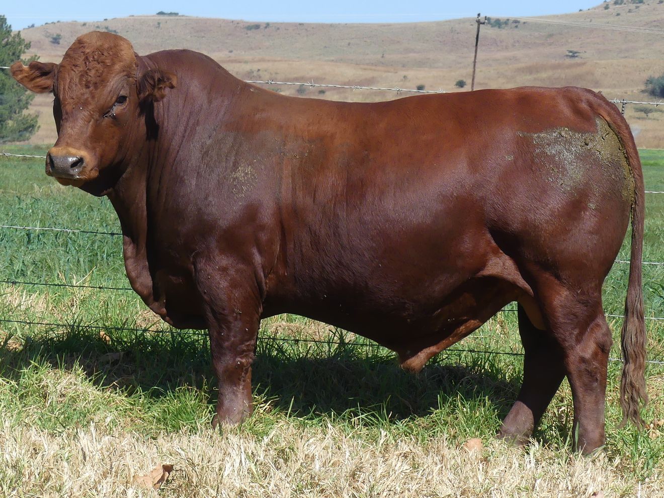 Lot 33 | UP GEORGE BONSMARAS 26TH PRODUCTION SALE | SwiftVEE ...